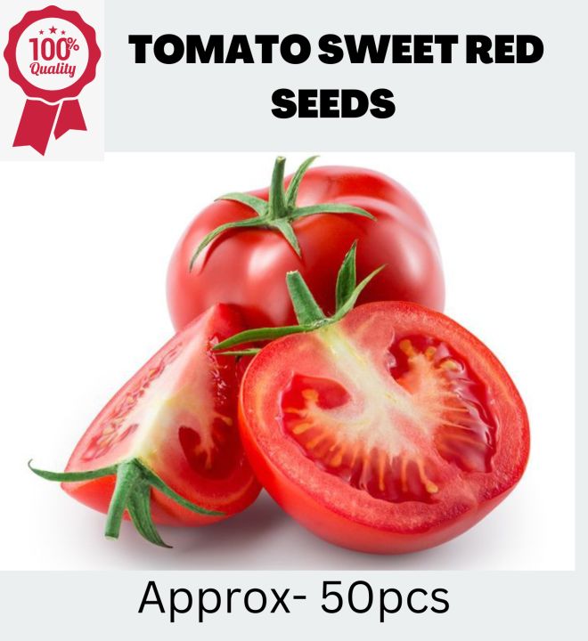TOMATO Super Rope 50pcs Seeds - 1pack | Lazada PH