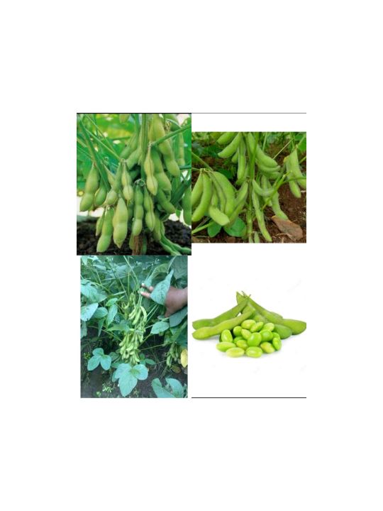 biji benih kacang edamame / kedelai edamame (isi 40 butir) | Lazada ...