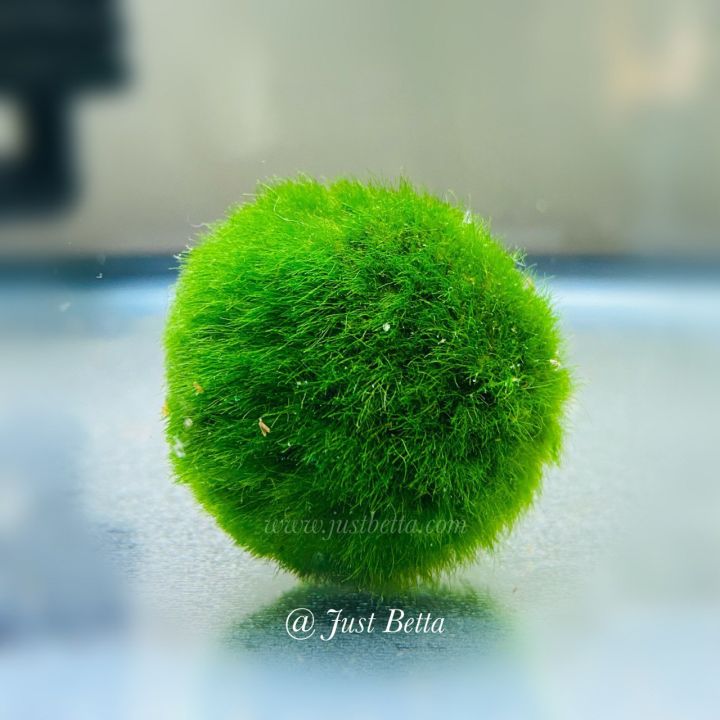 Marimo Moss Ball (Cladophora aegagropila) - Aquarium Live Plant Aquatic Plant Aquascaping (1pc ...