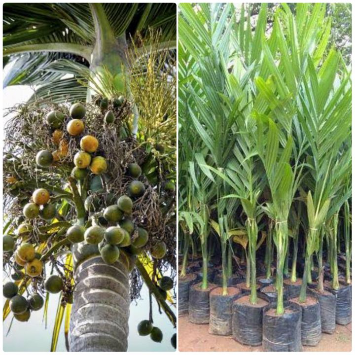 Bibit Pinang 100 Batang Siap Tanam Tanaman Produktif Dan Pagar Lahan ...