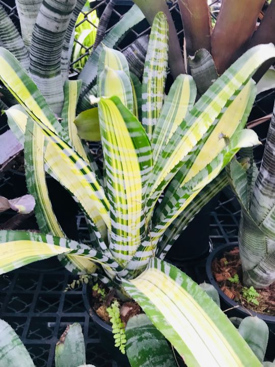 Aechmea Samurai ( Bromeliad ) 積水冈梨 | Lazada