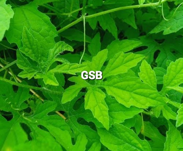 Daun pare hutan daun pare liar 500 gram | Lazada Indonesia