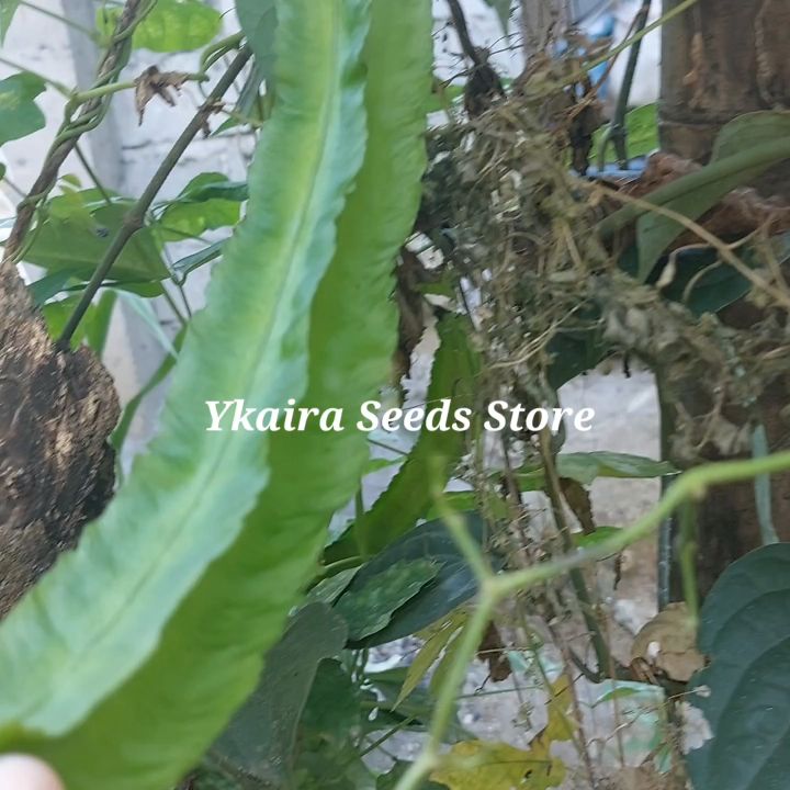 Sigarilyas Kalamismis 7 Seeds Binhi Pantanim Outdoor Garden Plant ...