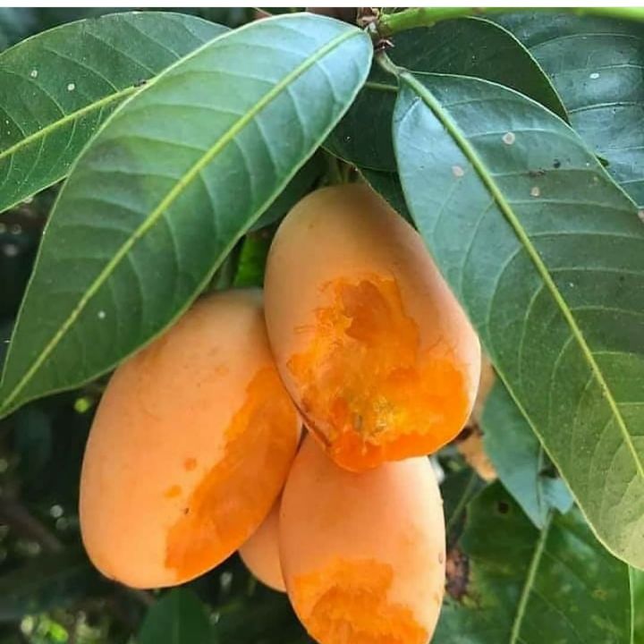 Bibit tanaman buah mangga podang | Lazada Indonesia