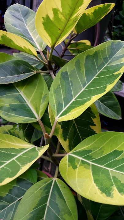 Rubber Tree Lemon Lime Cuttings 2 pcs 1 to 3inch | Lazada PH