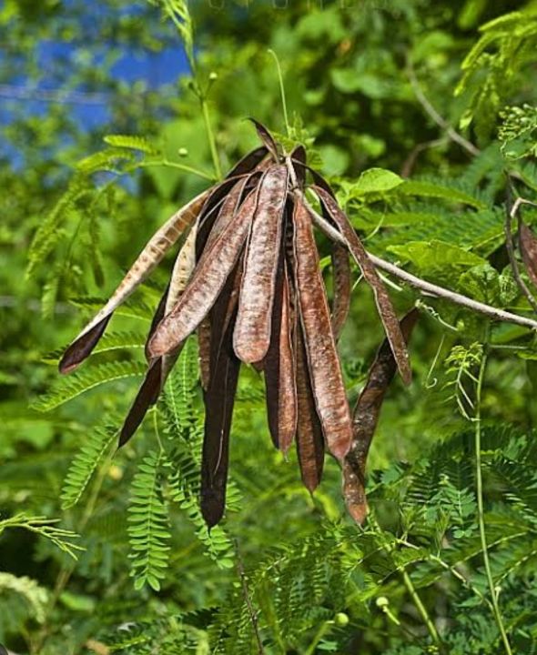 IPIL IPIL SEEDS 25PCS | Lazada PH