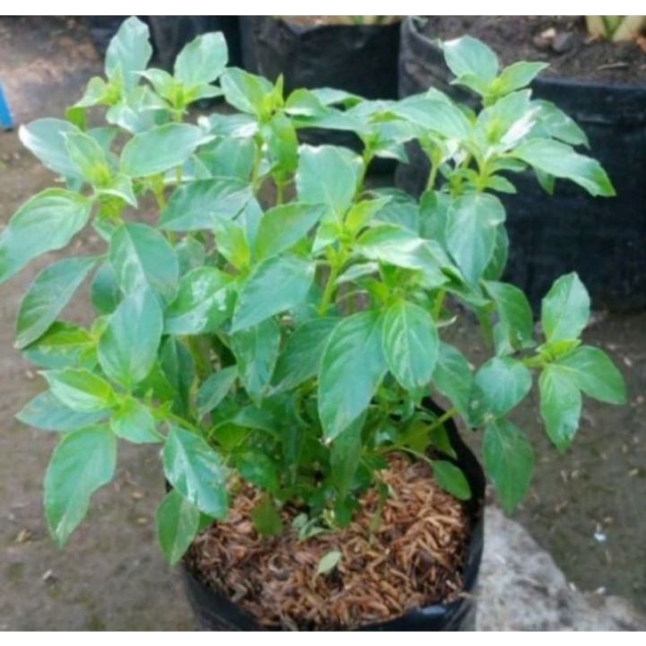 TANAMAN KEMANGI WANGI RIMBUN STOK SUPER | Lazada Indonesia