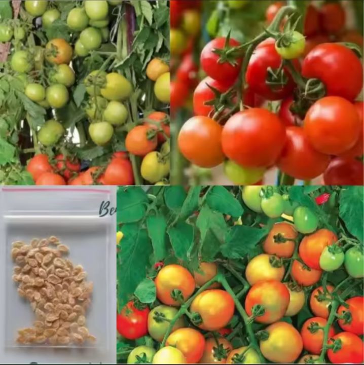 30 BUTIR BENIH TOMAT HIBRIDA F1 BIBIT TOMAT HIBRIDA F1 | Lazada Indonesia