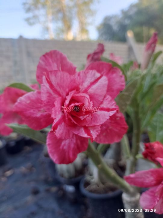 READYSTOCK LIVE PLANT ADENIUM(NO POT) | Lazada