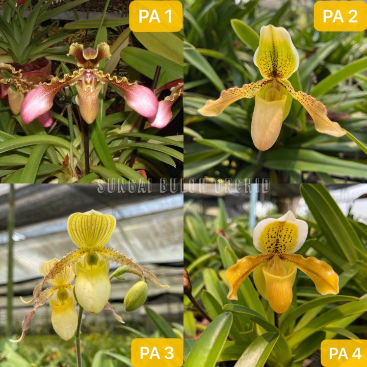Paphiopedilum Exul Hybrid Slipper Orchid | Medium Size Baby Plant | Lazada
