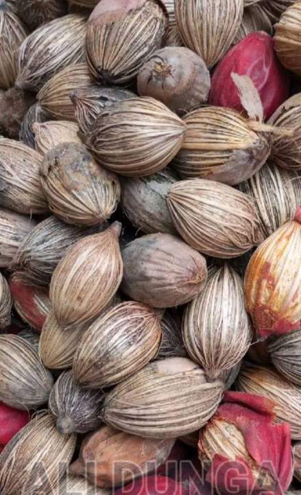 Royal palm tree seeds (20 seeds) | Lazada PH