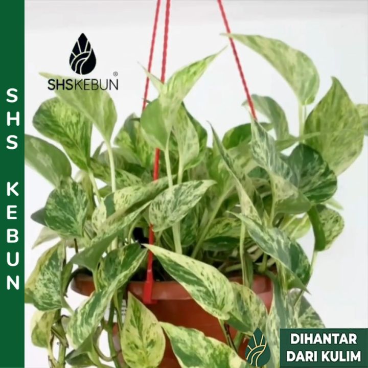 Hanging Marble Queen Pothos Epipremnum Aureum Money Plant Devil's ivy ...
