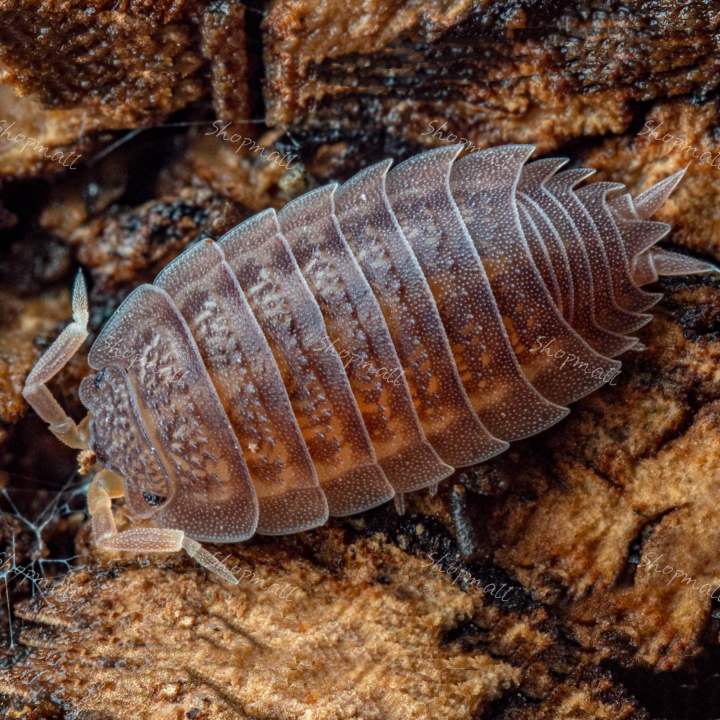 Terrarium Dwarf Isopod Nagurus Nanus | Lazada