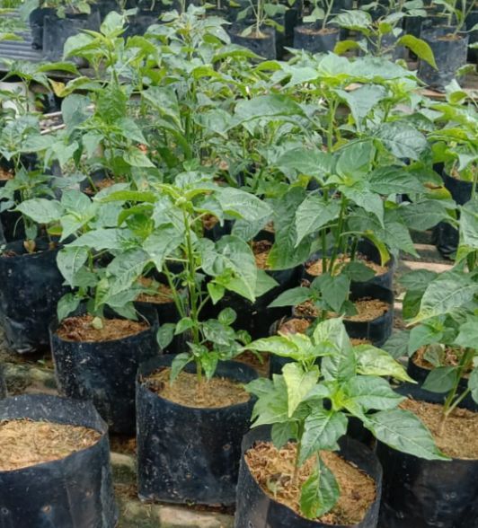 Anak Pokok Cili Padi Kampung & Cili Api Cameron | Lazada