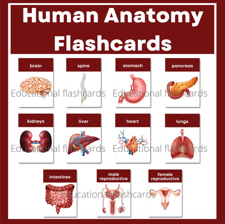 11PCS Human Anatomy / Internal Organs Flashcards for kids, Laminated ...