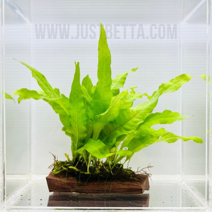 Java Fern (Microsorum Pteropus) on Wood - Aquarium Live Plant Aquatic ...