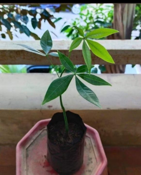Pachira Aquatica MoneyTree Single Stem | Lazada PH