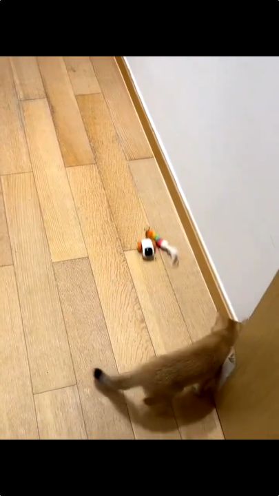 Remote Control Electric Cat Toy Interactive, Cat Self Happiness And ...