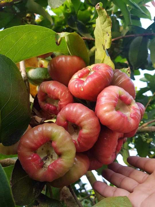 CÂY GIỐNG mận hồng đào đá xưa bao chuẩn giống. cây cao khoẻ | Lazada.vn