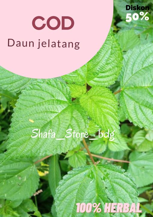 Daun jelatang/ daun gatal 250grm | Lazada Indonesia
