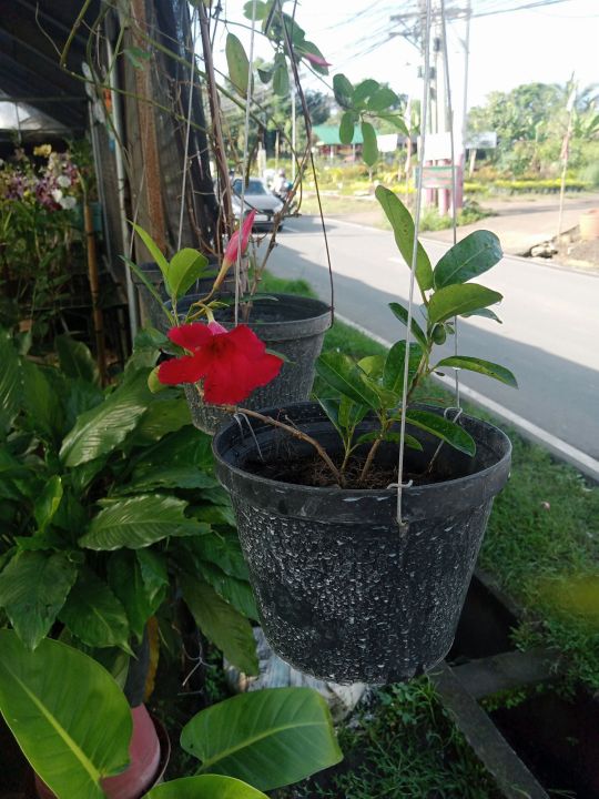 Mandevilla Vine "Red" with FREE fertilizer and pot | Lazada PH