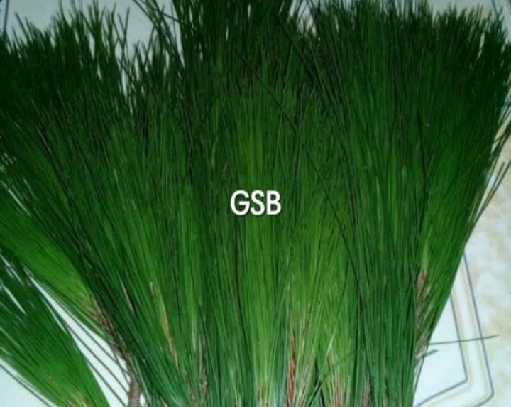 Daun pinus segar stroke alami 1 kg | Lazada Indonesia