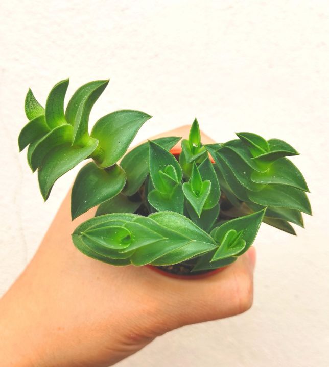 Succulent Green Plant 5cm Pot Size | Lazada