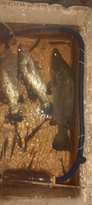 ikan baramundi/kakap putih segar | Lazada Indonesia