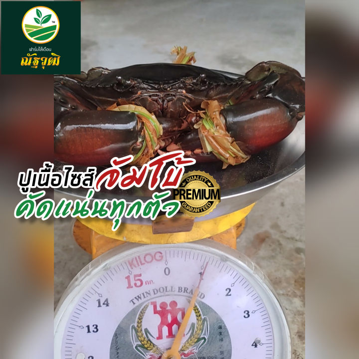 ปูดำสด ปูทะเล ปูเนื้อไซส์จัมโบ้ 2ตัว/800g, 3ตัว/1.2kg, 2ตัว/1kg, 4ตัว/2kg, 3ตัว/2kg คัดแน่นๆทุก ...