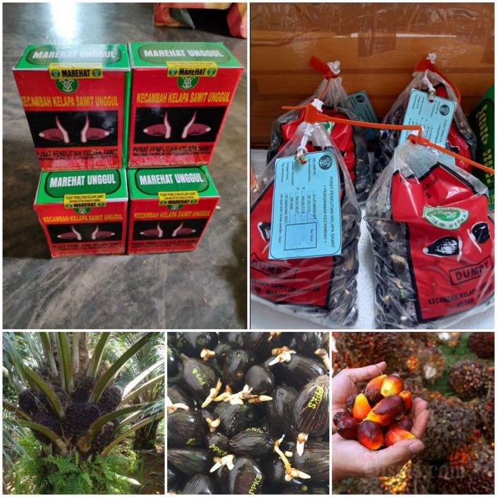 PAKET 4 BUNGKUS (1000btr) BIBIT KECAMBAH KELAPA SAWIT DxP Marihat dumpy ...