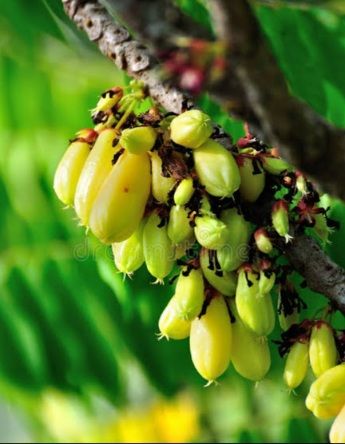 Sweet Balimbing /Sinigwelas/Kamias/ Starfruit Grafted | Lazada PH