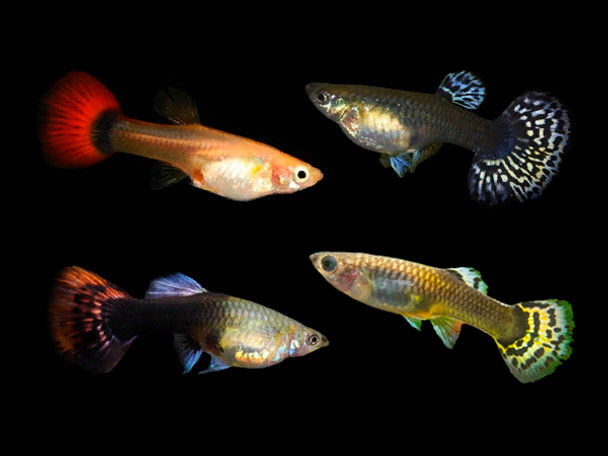 ( LIFE ) Guppy Fish Female Mix Strain 12 pcs | Lazada