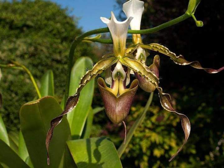 Paphiopedilum dianthum เชียงดาว แบบ 2-3 ยอด | Lazada.co.th