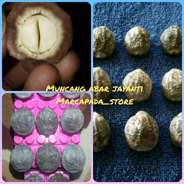 muncang abar jayanti original | Lazada Indonesia
