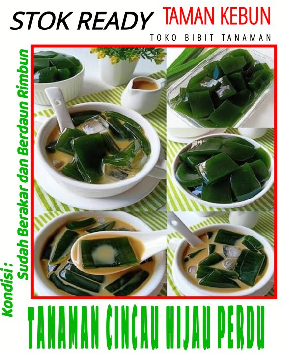 Tanaman Daun Cincau Pohon Perdu Cincau Jelly ( Beli 5 Gratis 1 ...