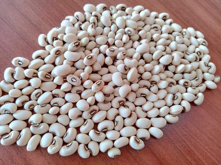 Native sitaw na turo seeds for planting (50 seeds) | Lazada PH