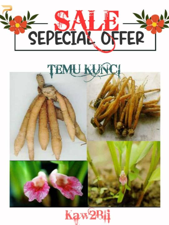TEMU KUNCI / FINGERROOT 250g/500g/1000g | Lazada