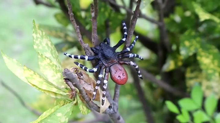 Simulation Solid Insect Animal Model Set Medium Butterfly Bee Ant ...