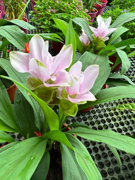Curcuma alismatifolia, Siam tulip姜花 Pokok hidup Hiasan | ada Bunga | Lazada