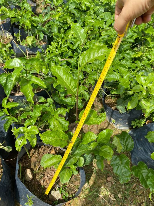 ANAK POKOK MARKISA / PASSION FRUIT PLANT ( +- 2 Kaki) REAL LIVE PLANT ...