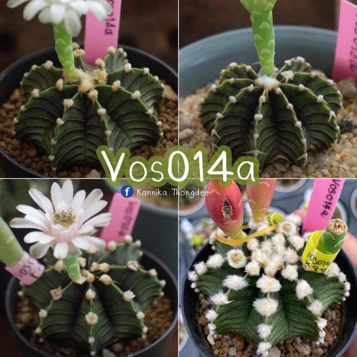 เมล็ดGymnocalycium friedrichii Vos014a | Lazada.co.th