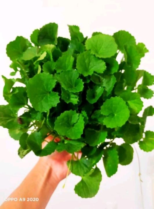Ganohealth edible herbs herbaceus Centella Asiatica (Pegaga) 崩大碗 with L ...