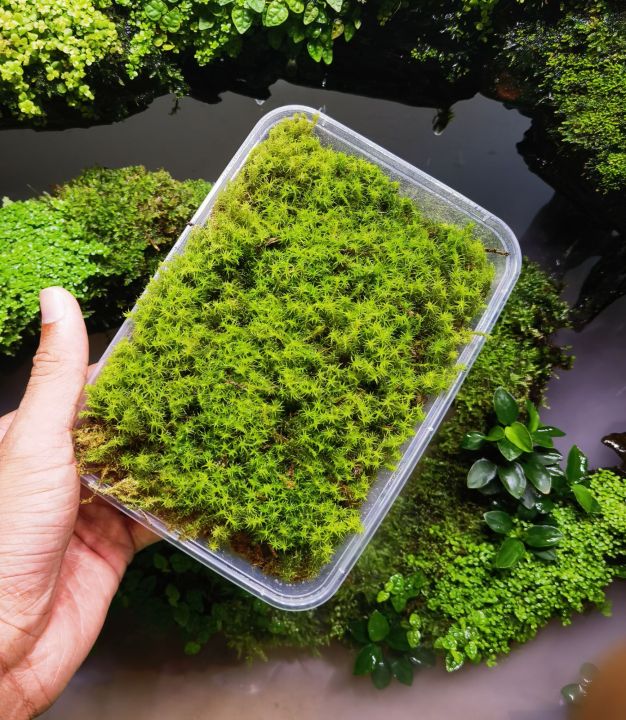 🔥Terrarium Moss🔥 Racomitrium Canenscens - Terrarium / Paludarium ...