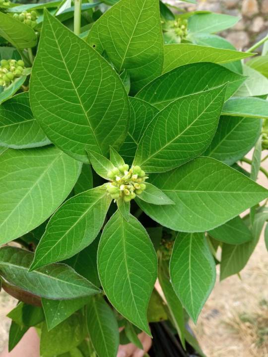 Daun Kate Mas Patik Mas atau Kastroli Segar 1 kg | Lazada Indonesia