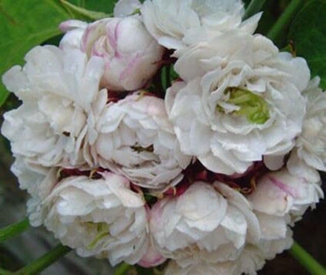 Pokok bunga melur jawa / melur rompun / clerodendrum philipinum | Lazada