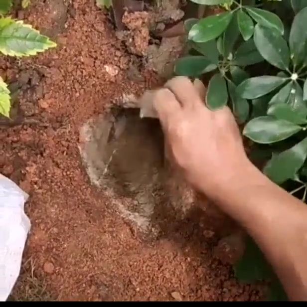 Termite killer Baiting Box with Lure for Prevention and Treatment of ...