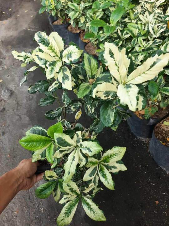 Variegated Rosal Flowering Plant - Well Rooted | Lazada PH