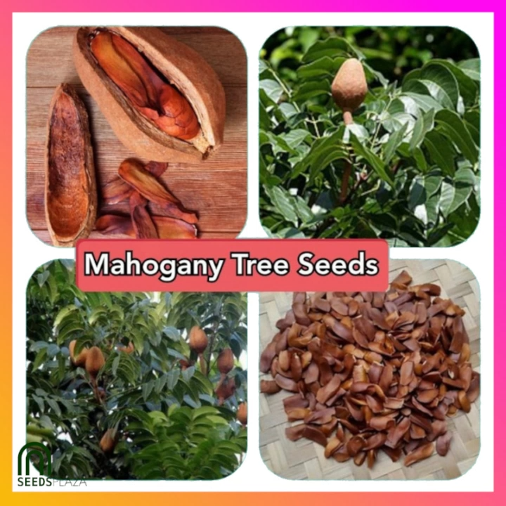 SeedsPLAZA™ - Mahogany Tree Seeds for Planting (5 Seed) incl ...