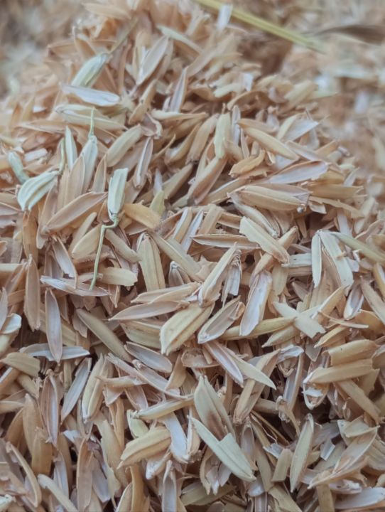 SEKAM MENTAH KULIT PADI LANGSUNG DARI PABRIK PADI SATU KARUNG 7KG ...