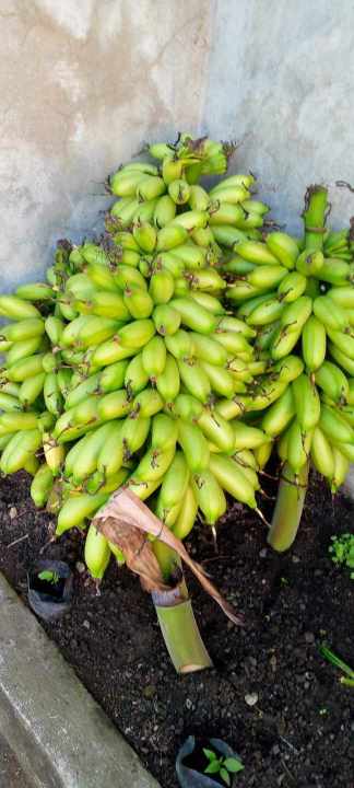 fresh saging senorita (1kilo) | Lazada PH